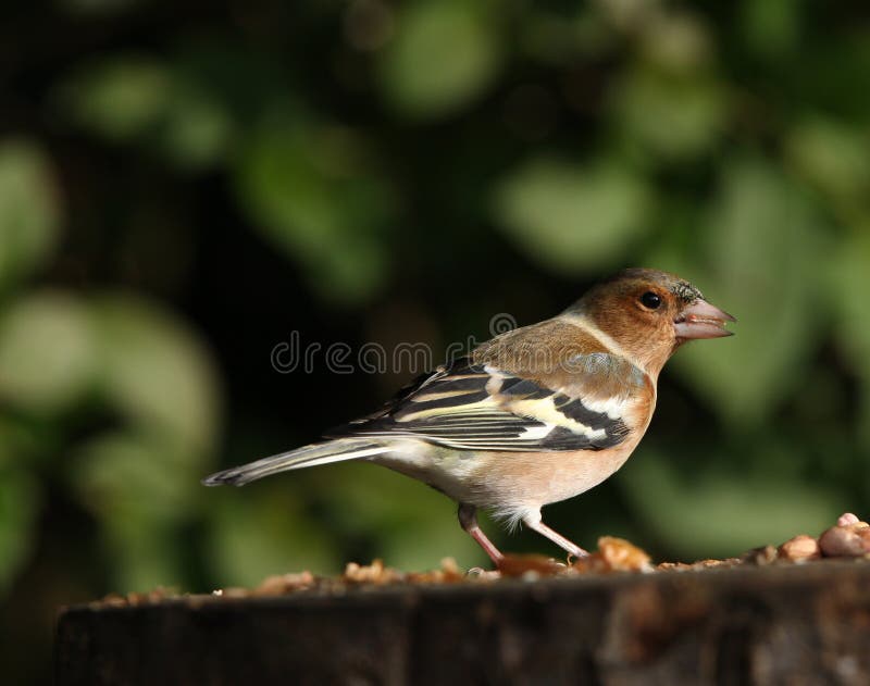 Male Chaffinch stock photo. Image of feathers, feeding - 12575652