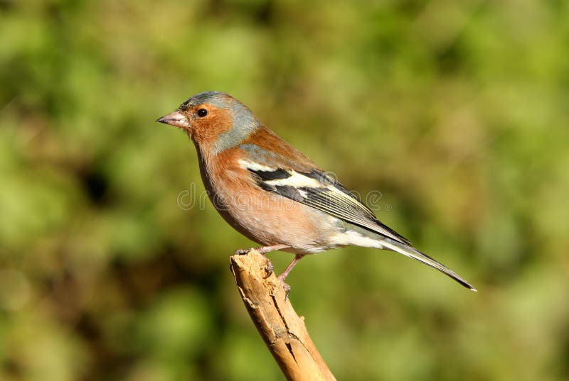 Male Chaffinch stock image. Image of card, buds, chaffinch - 457949