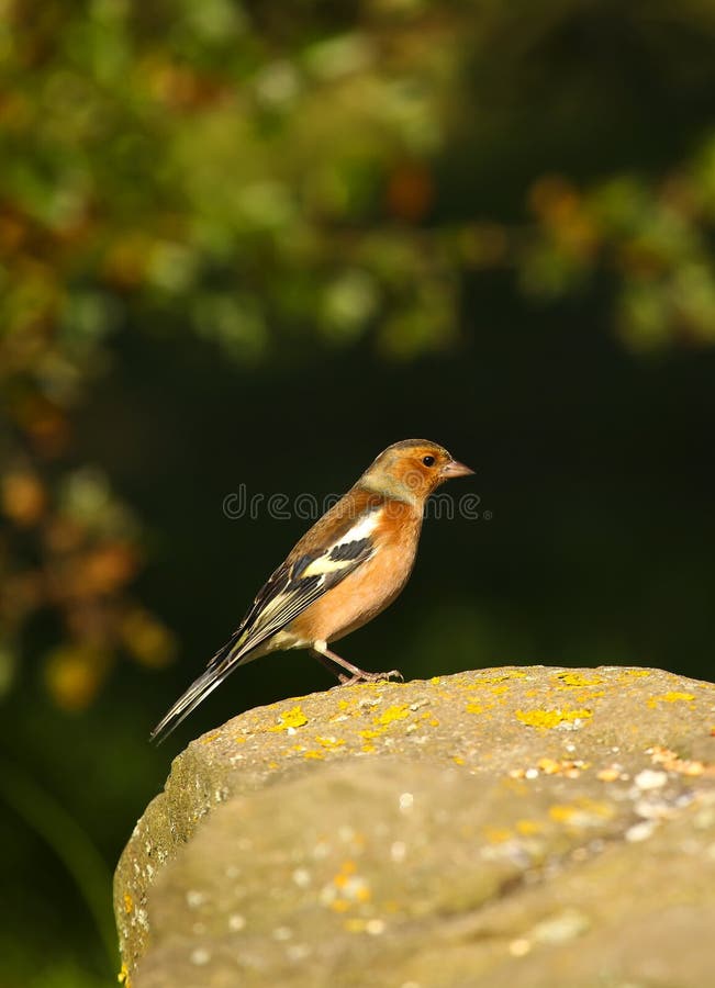 Male Chaffinch stock image. Image of nature, brown, bird - 16495079