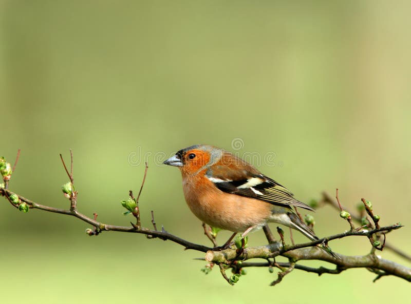 Male Chaffinch stock image. Image of card, buds, chaffinch - 457949