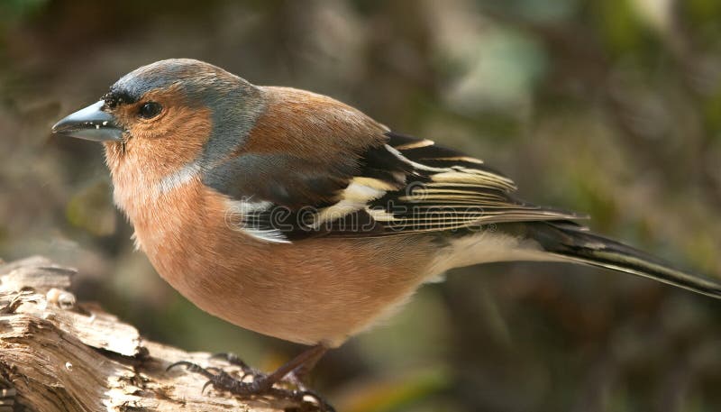 Male Chaffinch stock image. Image of card, buds, chaffinch - 457949