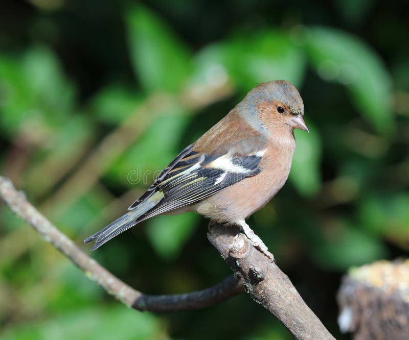 Male Chaffinch Perched on a Branch Stock Photo - Image of detailed ...