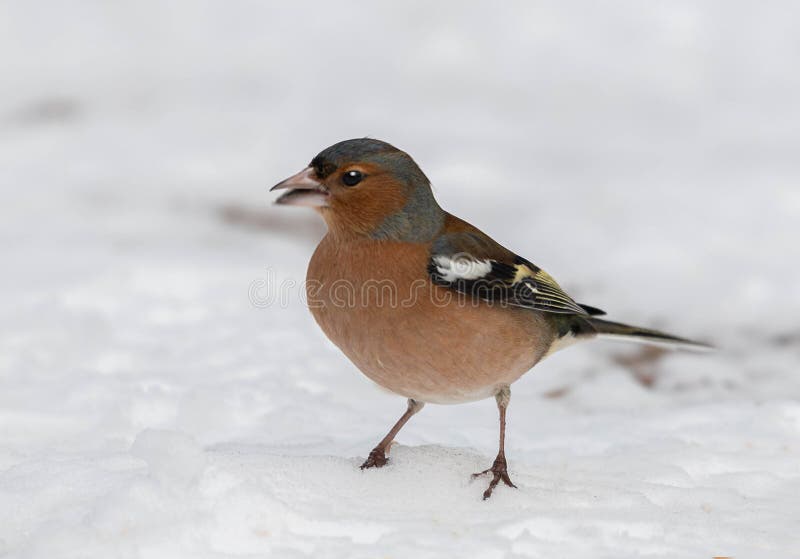 Male Chaffinch in Snow stock image. Image of animals - 308155001 Male Chaffinch in Snow stock image. Image of animals - 308155001