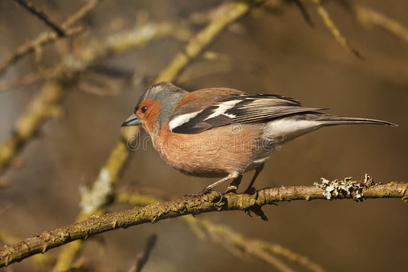 Male Chaffinch about To Take Off from a Twig Stock Image - Image of ...