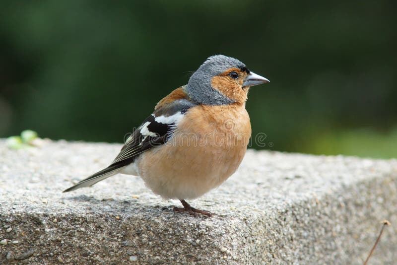 Male chaffinch on a wall stock photo. Image of garden - 42552188