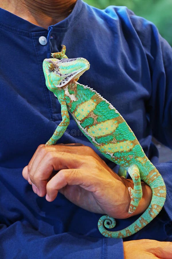 Male Chameleon Relaxing on Human S Hand Stock Illustration ...
