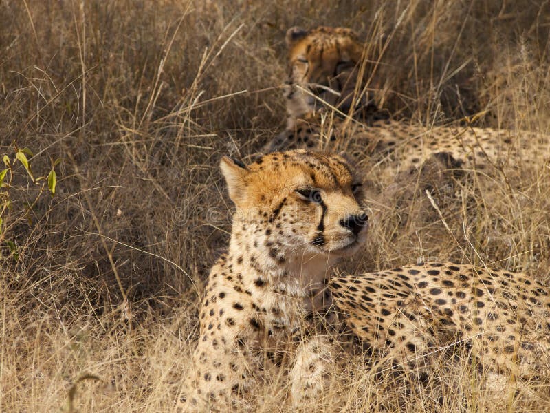 Male Cheetah fotografering för bildbyråer. Bild av däggdjur - 45942841