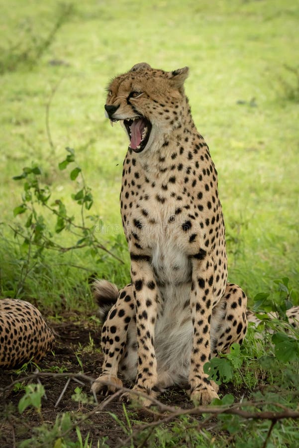 Male Cheetah Sits Yawning Widely Under Tree Stock Photo - Image of ...