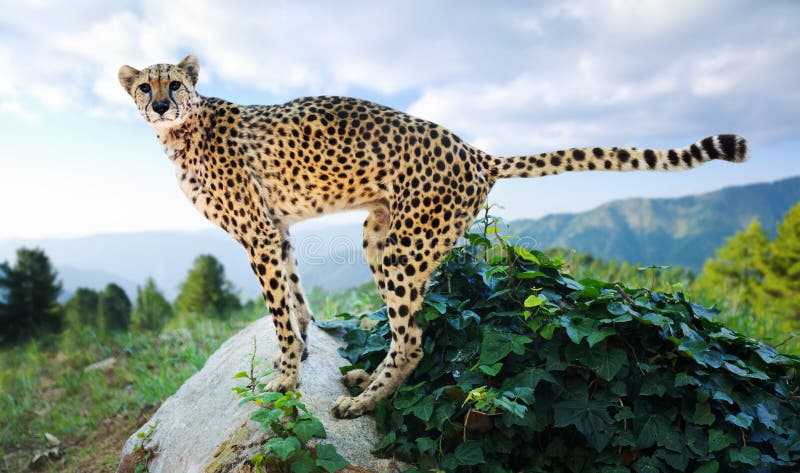 Male cheetah stock image. Image of carnivore, feline - 74227625