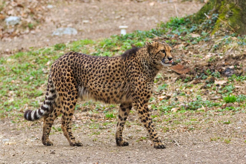 Male cheetah walking stock photo. Image of carnivore - 88845004