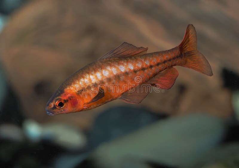 Male Cherry Barb in an Aquarium Stock Photo - Image of water, fish ...