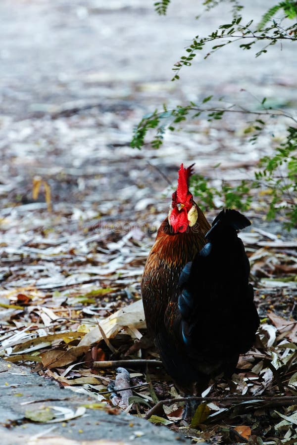 Male chicken in the forest stock photo. Image of beak - 207697900