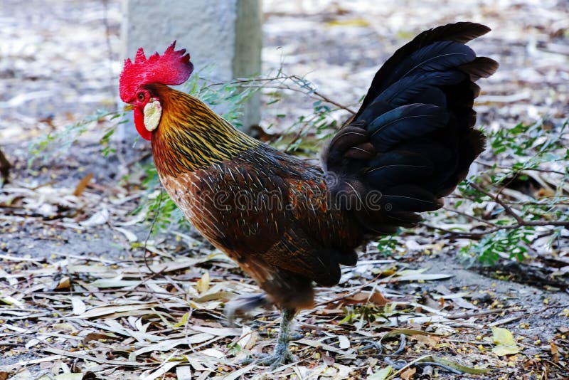 Male chicken in the forest stock image. Image of small - 207697891