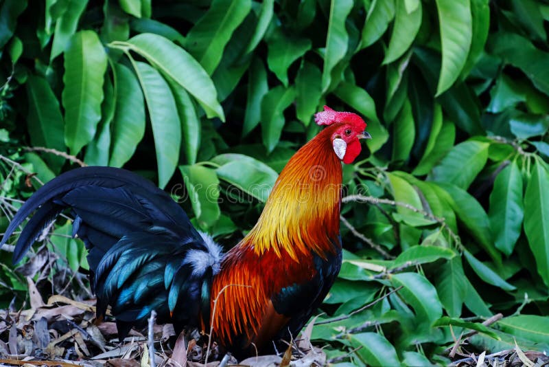 Male chicken in the forest stock photo. Image of bird - 207697896
