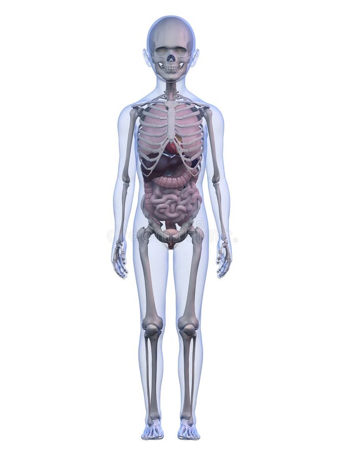 Male Child Anatomy - Skeletal Stock Illustration - Illustration of male ...