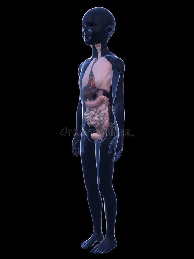 Male Child Anatomy - Skeletal Stock Illustration - Illustration of ...
