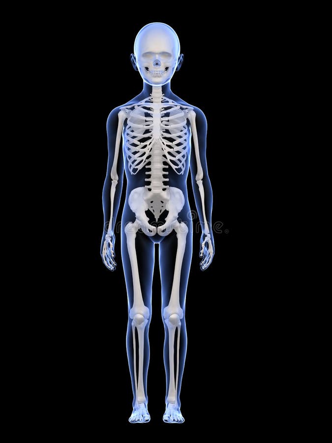 Male Child Anatomy - Skeletal Stock Illustration - Illustration of ...