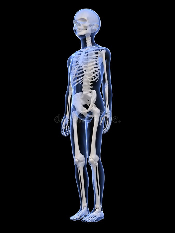 Male Child Anatomy - Skeletal Stock Illustration - Illustration of ...