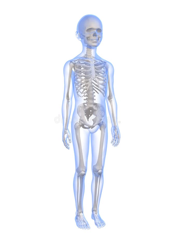Male Child Anatomy - Skeletal Stock Illustration - Illustration of ...