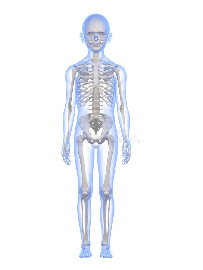 Male Child Anatomy - Skeletal Stock Illustration - Illustration of ...