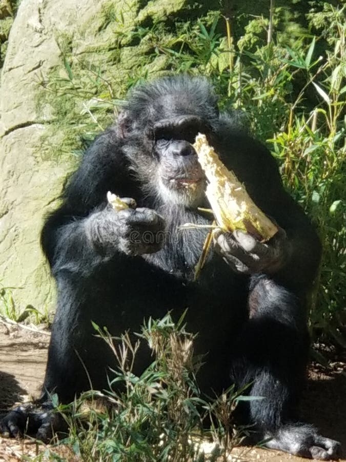 Chimp eating stock image. Image of africa, feeding, tree - 138127