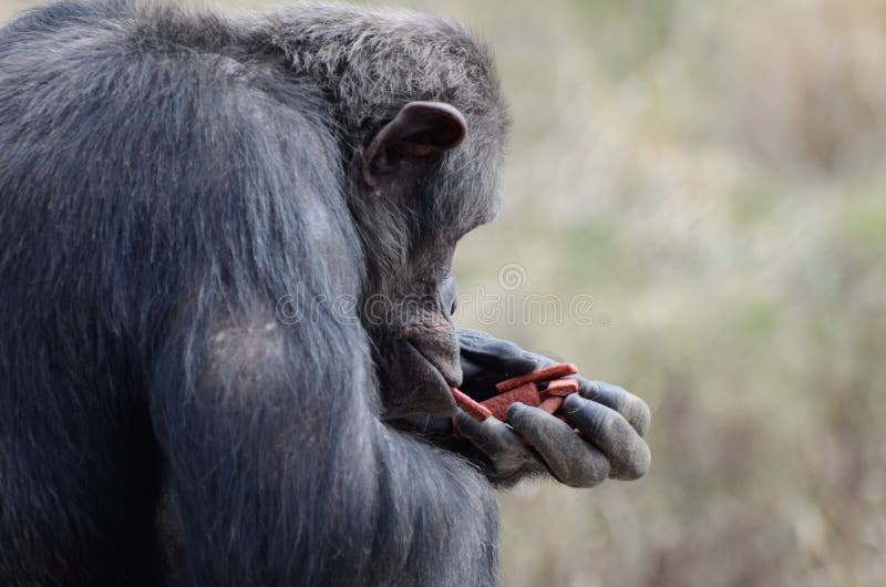 Male chimp with food2 stock image. Image of primate, food - 31250609