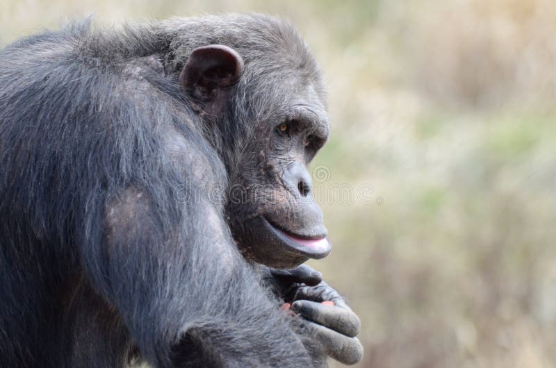 Male chimp with food3 stock photo. Image of look, lips - 31250650