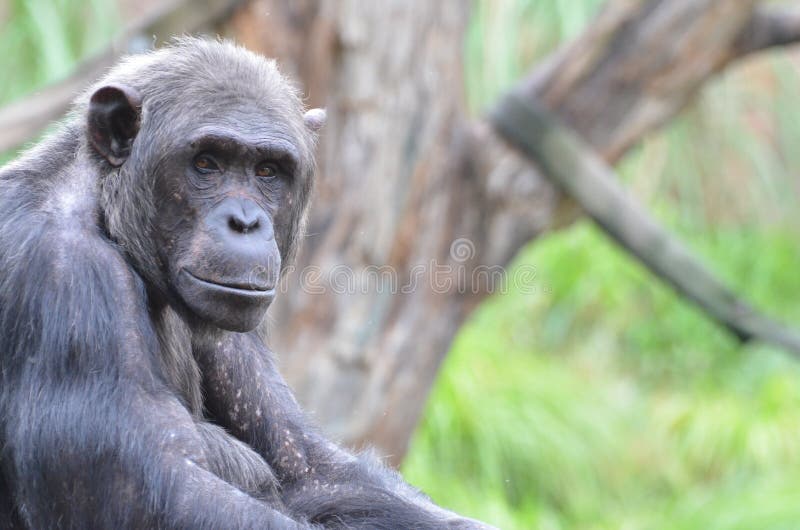 Male chimp portrait stock photo. Image of chest, resting - 36079412