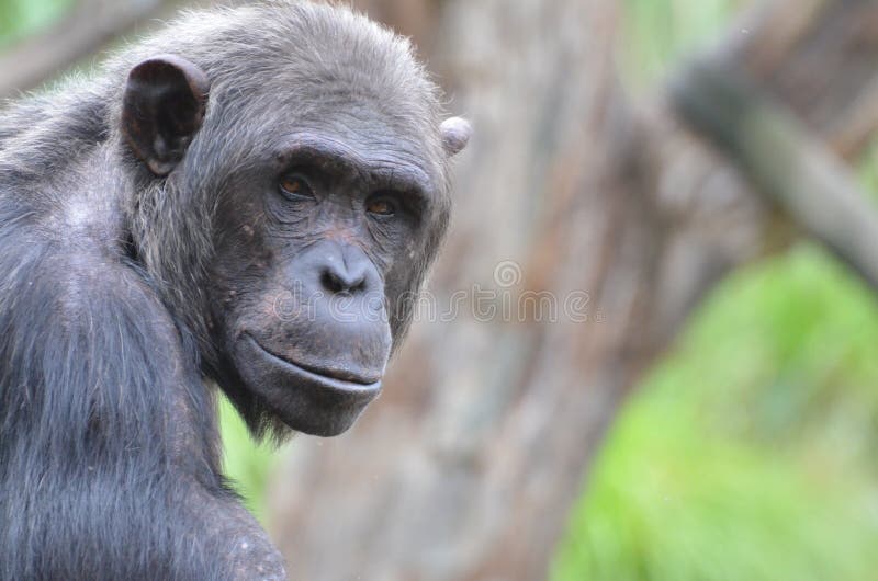 Male chimp portrait stock image. Image of rest, sitting - 36079679