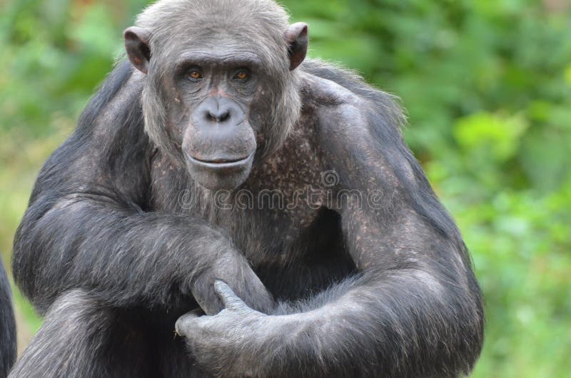 Male chimp portrait stock image. Image of rest, sitting - 36079679