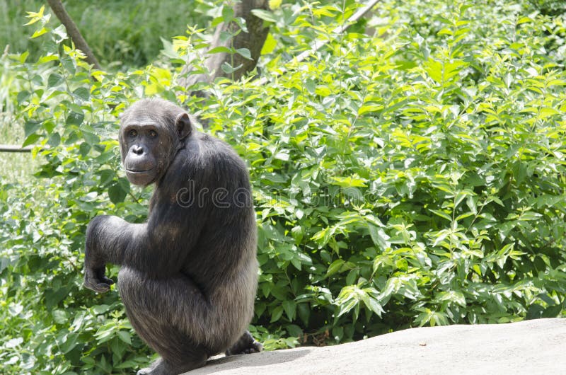 Sitting male chimp stock photo. Image of fold, stare - 36079232