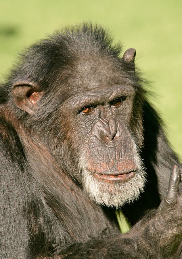 Male chimp portrait stock image. Image of branch, gray - 36079679