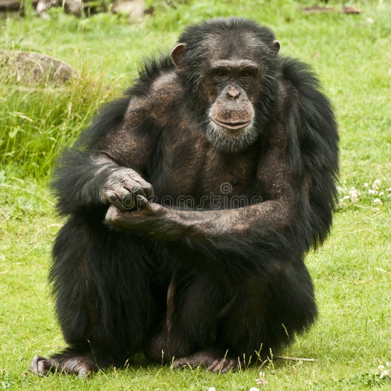 Male Chimpanzee stock image. Image of monkey, mammal - 31982607
