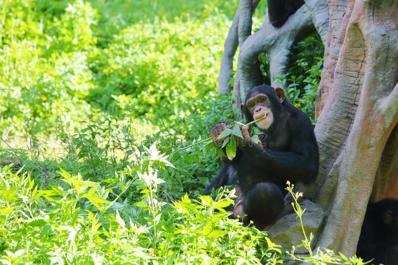 A Male Chimpanzee is Sitting on Rock Eating Grass Stock Photo - Image ...
