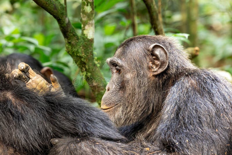 Male Chimps@Kibale stock image. Image of enticing, chimpanzee - 290602889