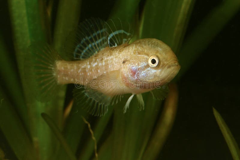 Chinese Sleeper Juvenile Freshwater Fish, Perccottus Glenii, on Sand ...