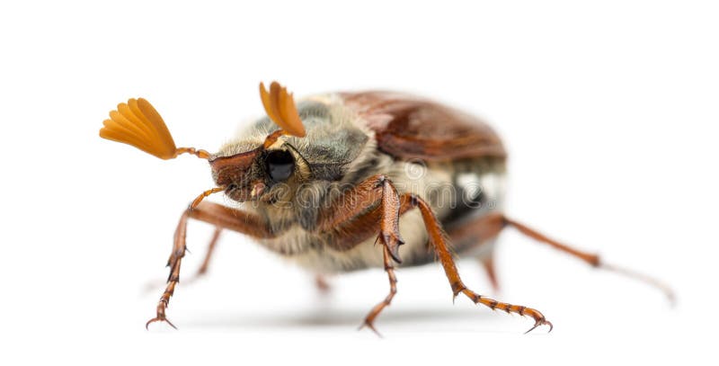 Male Cockchafer, Melolontha Melolontha, Flying Stock Image - Image of ...