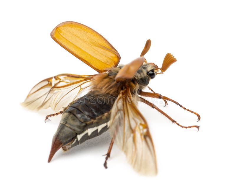 Cockchafer stock photo. Image of close, beetle, motion - 54295254