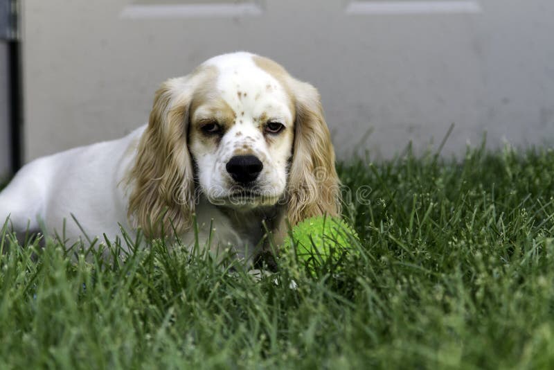 Male Cocker Spaniel puppy stock photo. Image of summer - 72628848