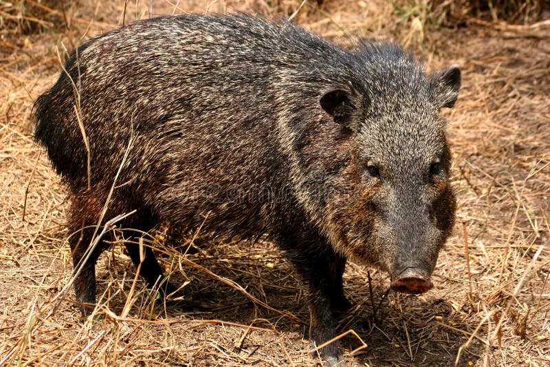 Male collared peccary stock image. Image of javelina, arid - 2576841