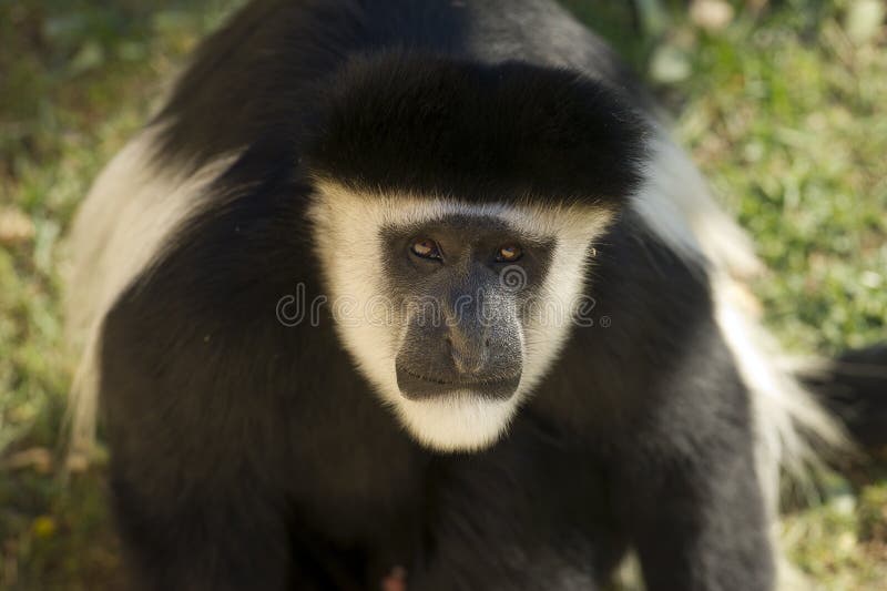 Male Colobe monkey daring stock photo. Image of look - 20997230