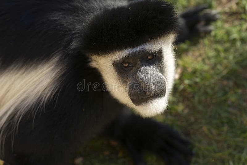 Male Colobe Monkey Starring Stock Image - Image of look, colobe: 20997215