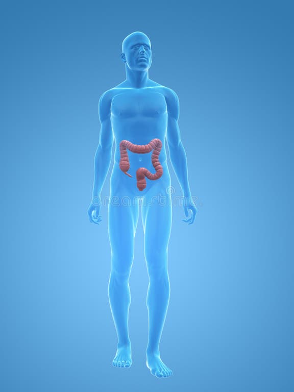 Male Colon Anatomy Stock Illustrations – 3,267 Male Colon Anatomy Stock ...