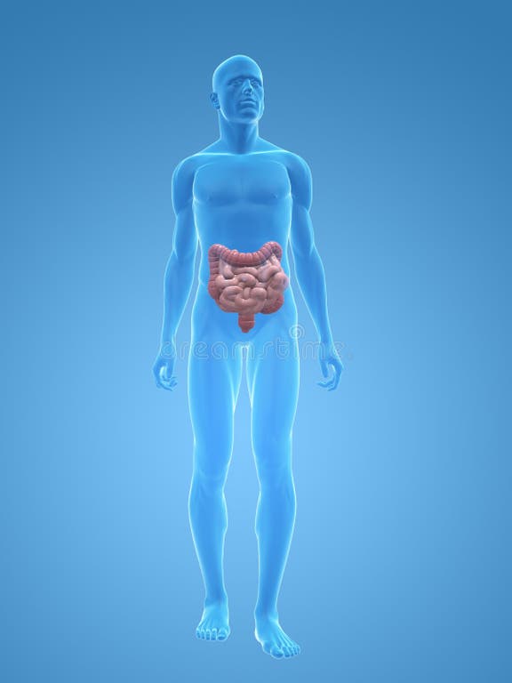 Male Colon Anatomy Stock Illustrations – 3,267 Male Colon Anatomy Stock ...