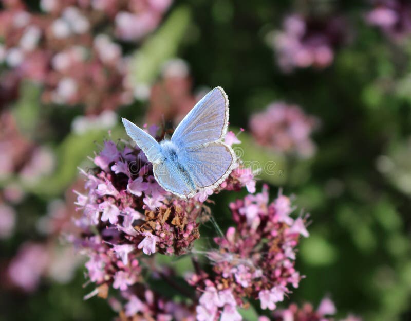 Male Common Blue Butterfly, Polyommatus Icarus Stock Photo - Image of ...