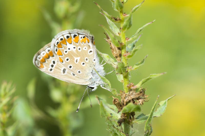Polyommatus Icarusm Stock Photos - Free & Royalty-Free Stock Photos ...