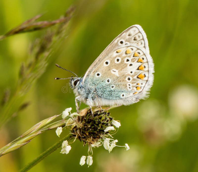 A Male Common Blue Butterfly with Wings Closed Stock Image - Image of ...
