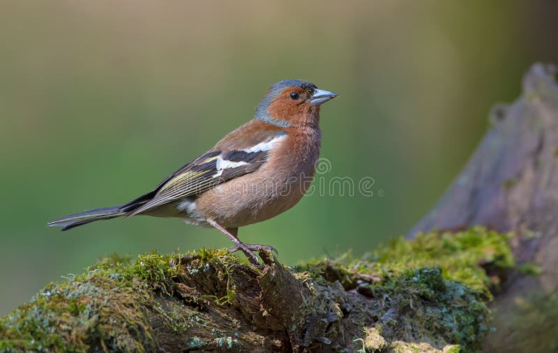 Male Common Chaffinch Sits on Mossy Tree in Sunny Forest Stock Image ...
