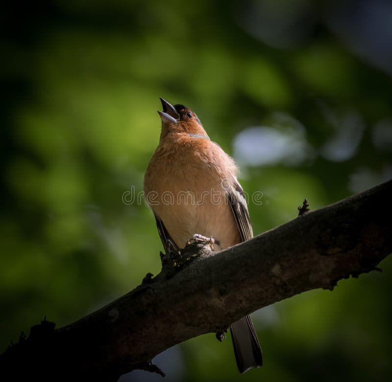 A Male Common Chiffinch Singing in a Tree Stock Photo - Image of scene ...