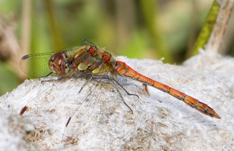 Male Common Darter Dragonfly Stock Image - Image of flower, dragonfly ...